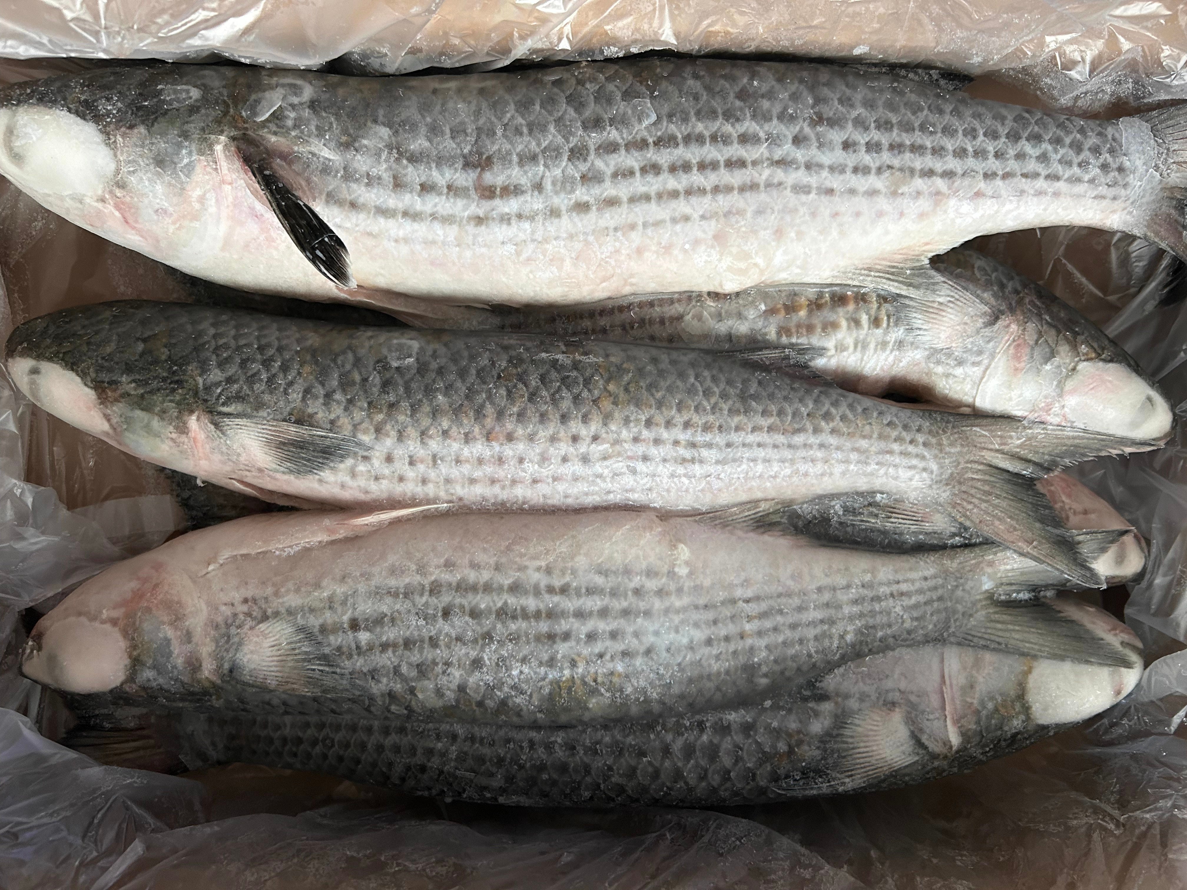 Frozen Grey Mullet Gutted – OCEANSEAL FOOD