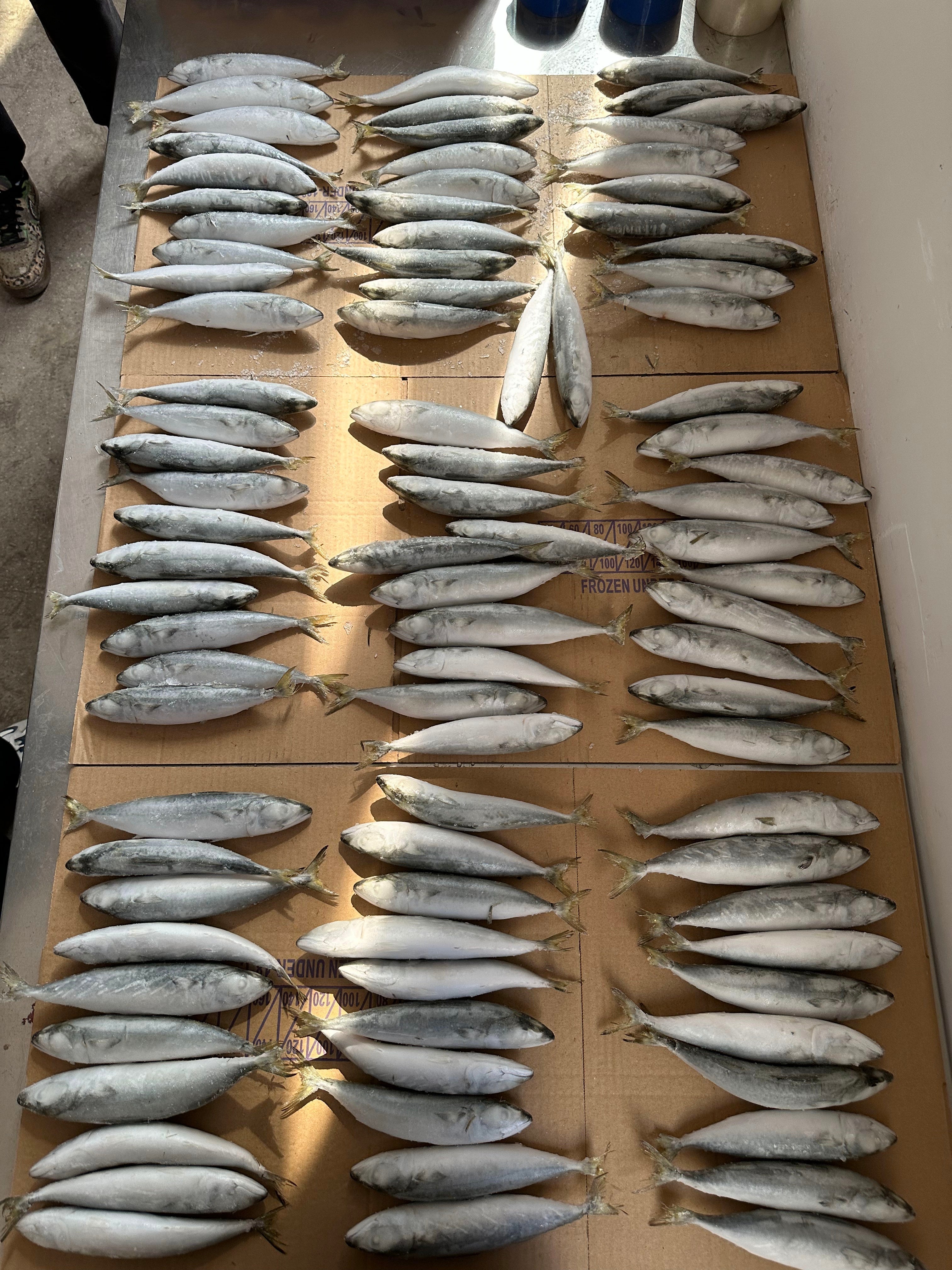 Frozen Pacific Mackerel AA80/100 – OCEANSEAL FOOD
