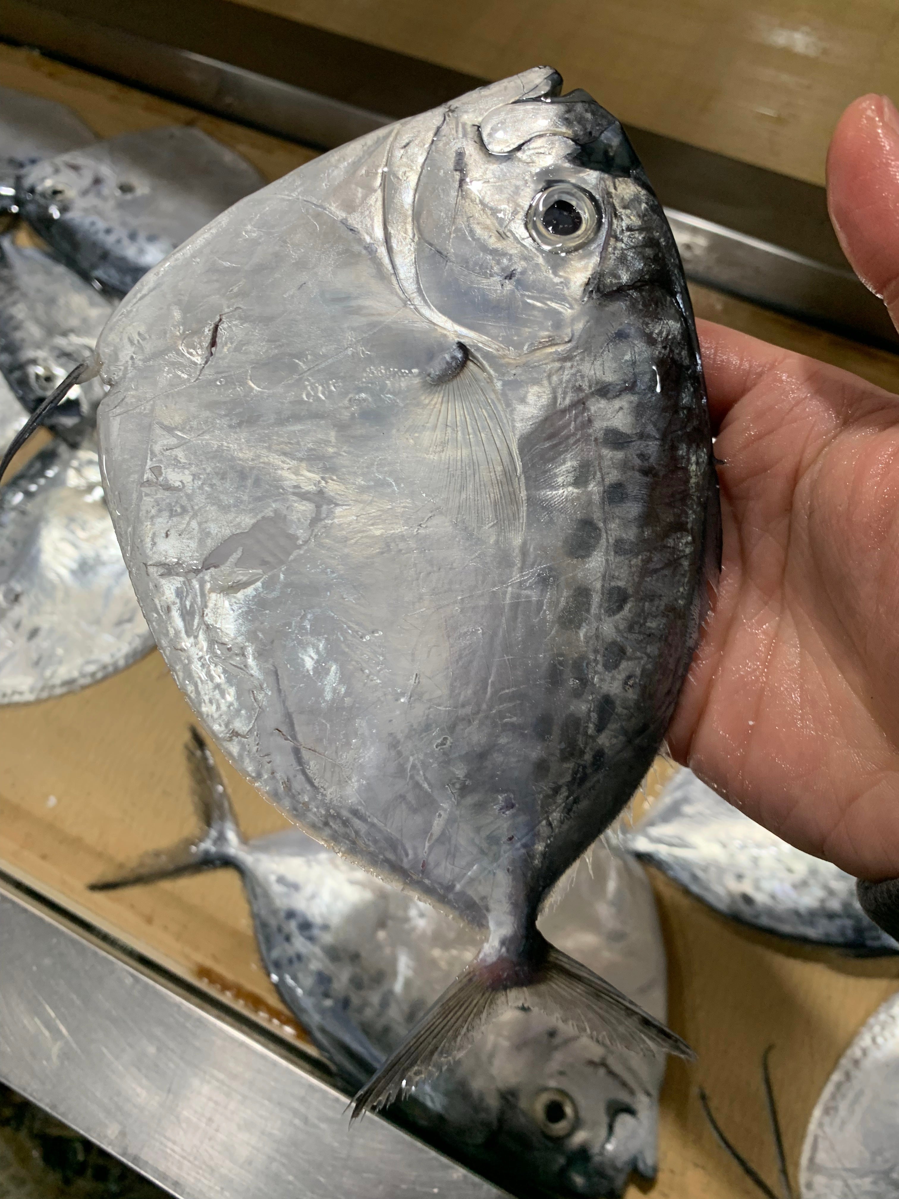 Frozen Moonfish 40/50 – OCEANSEAL FOOD