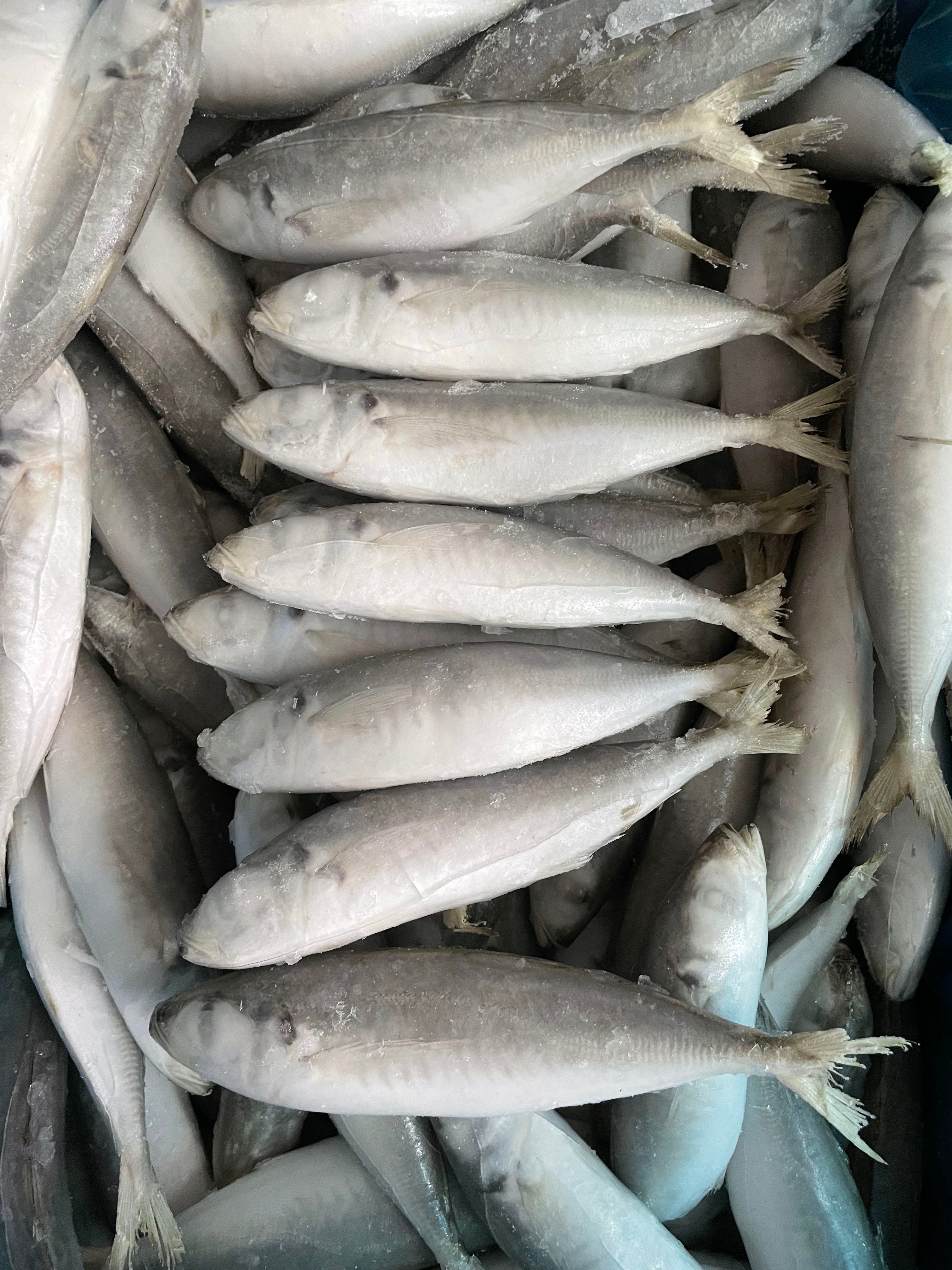 Frozen Round Scad 120/140 – OCEANSEAL FOOD