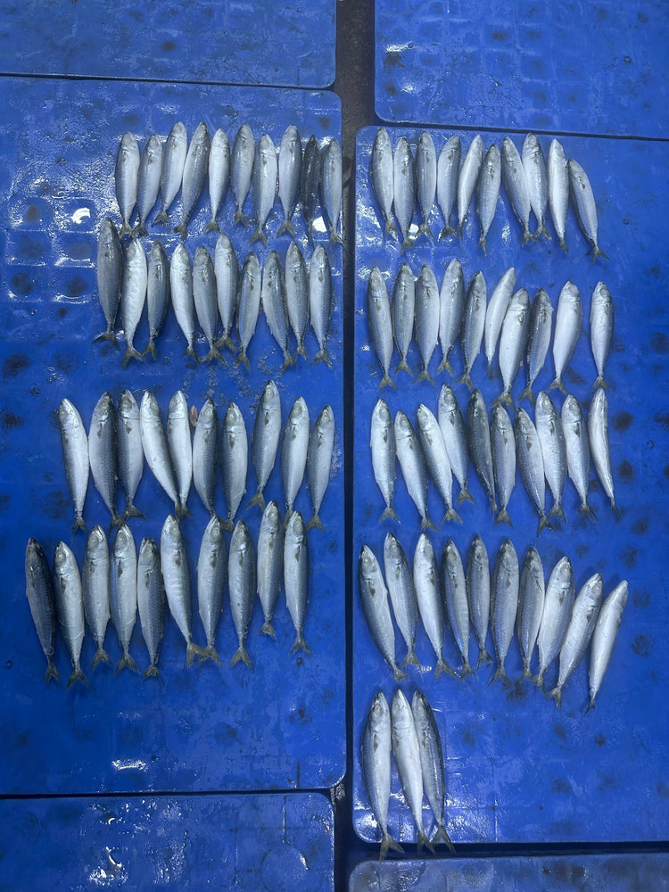 Frozen Pacific Mackerel 80/100 – OCEANSEAL FOOD