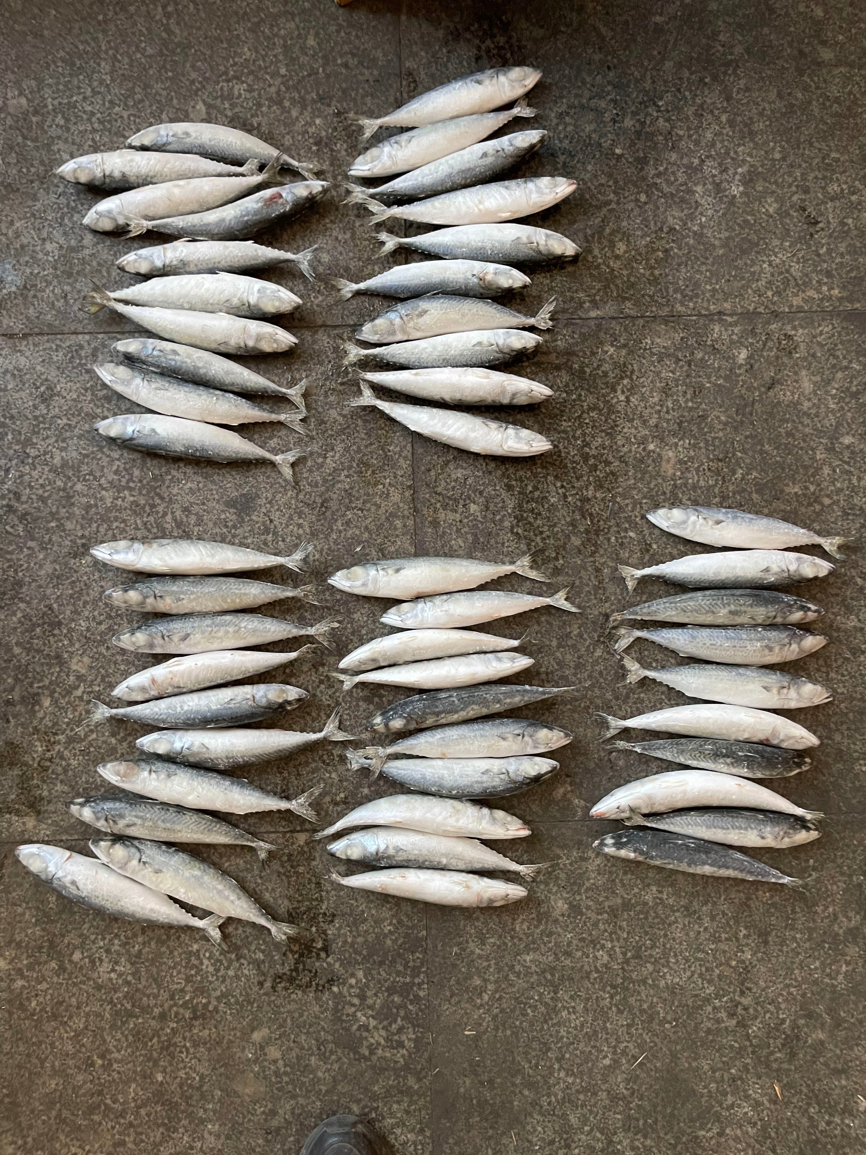 Frozen Pacific Mackerel 50/60 – OCEANSEAL FOOD