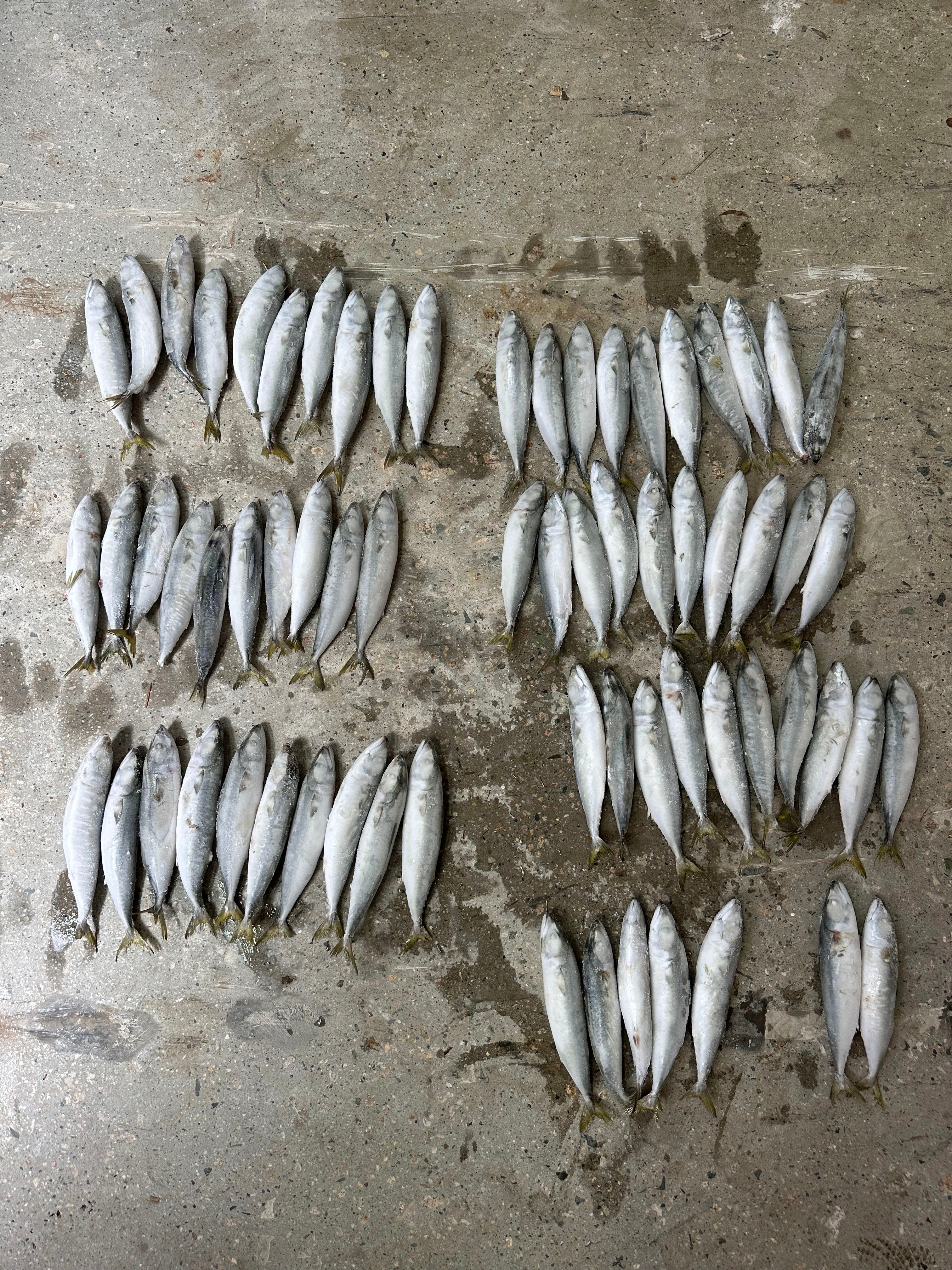 Frozen Pacific Mackerel 60/80 AA – OCEANSEAL FOOD