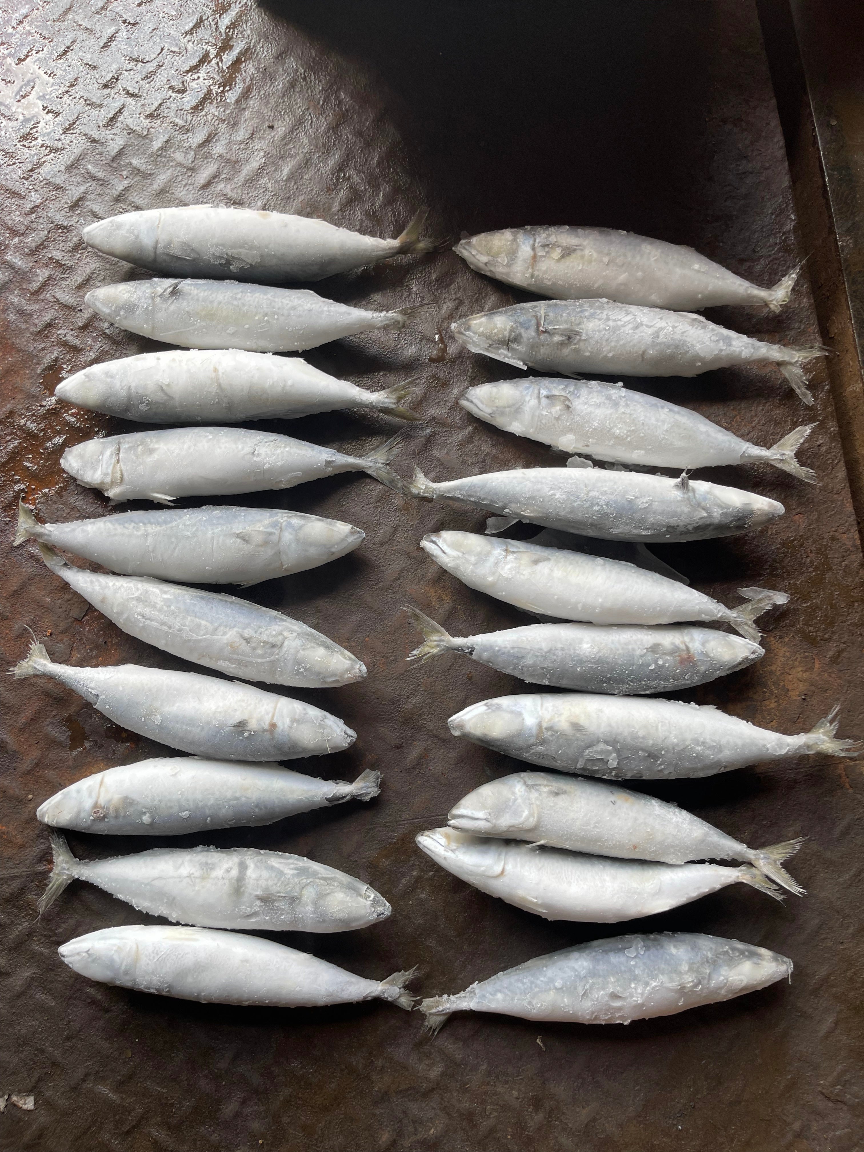 Frozen Pacific Mackerel 18/20 – OCEANSEAL FOOD