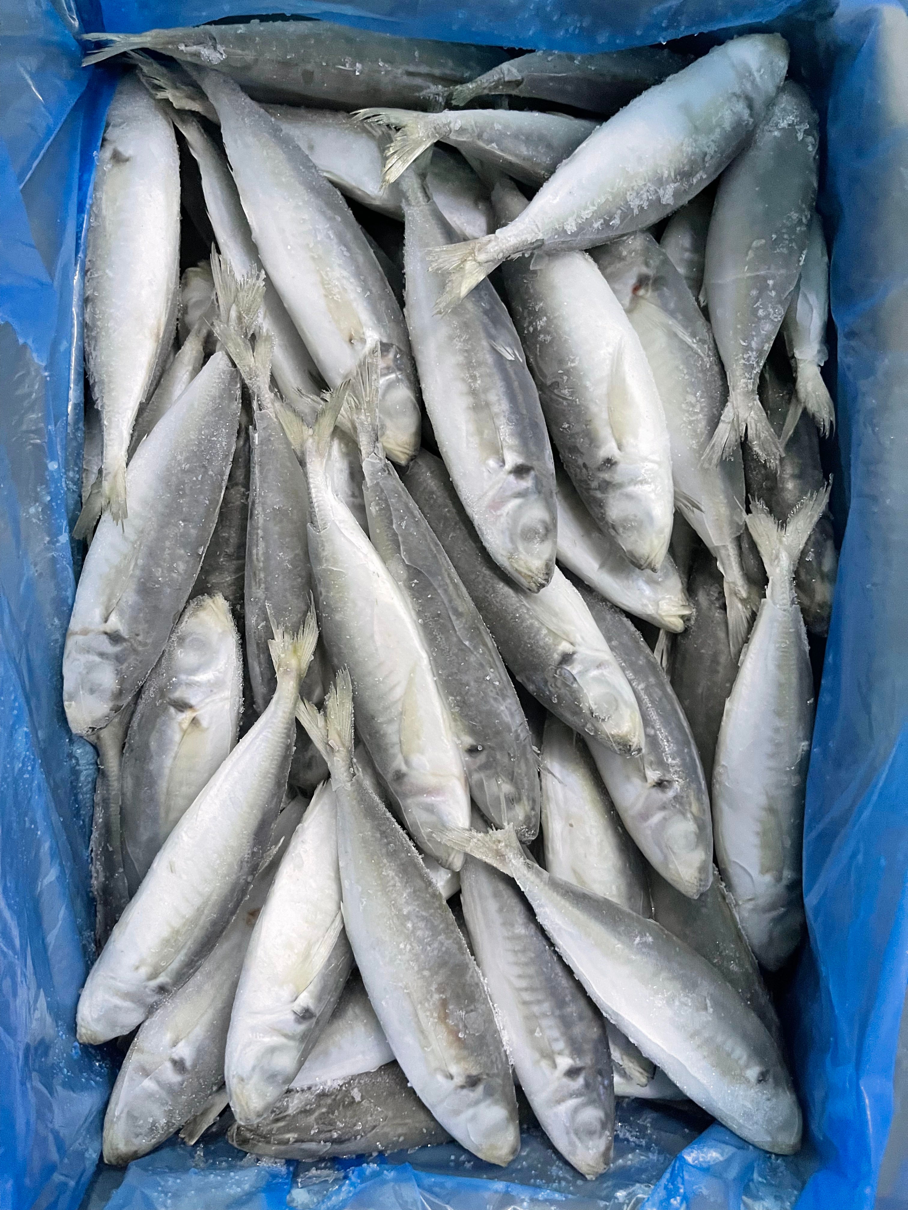 Frozen Round Scad 100/120 – OCEANSEAL FOOD