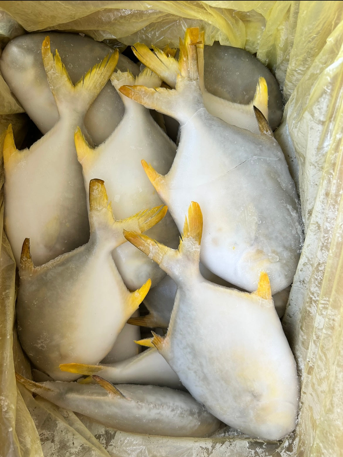 Frozen Golden Pompano 300/400g – OCEANSEAL FOOD