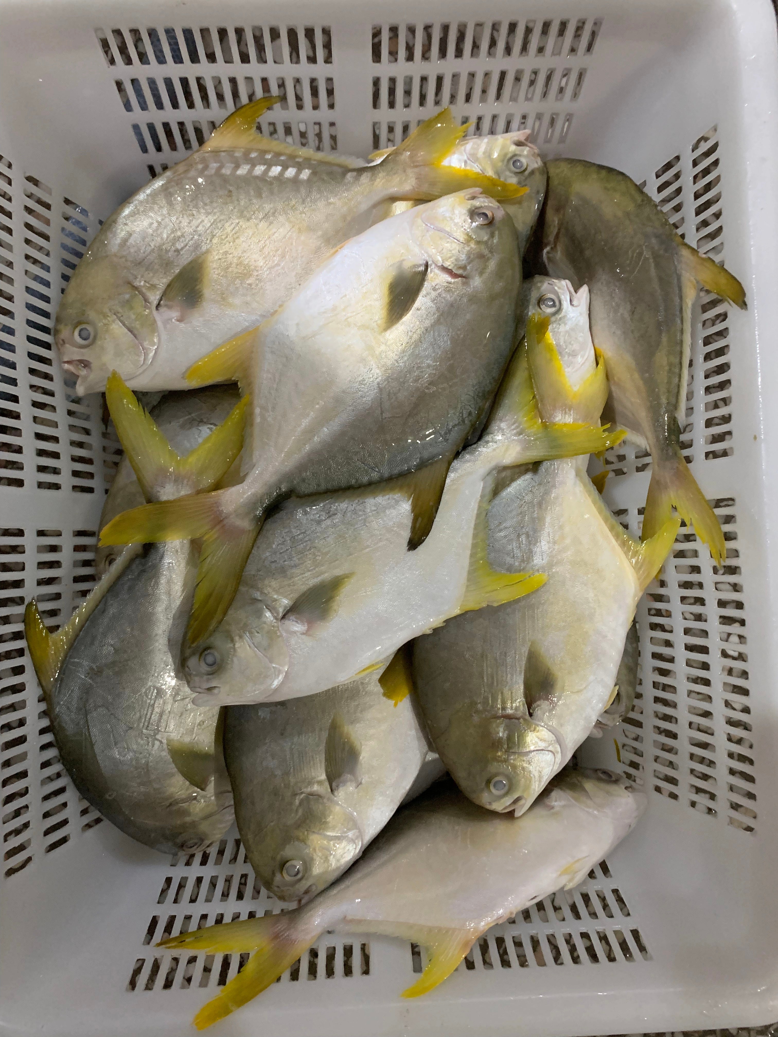 Frozen Golden Pompano/Pomfret – OCEANSEAL FOOD