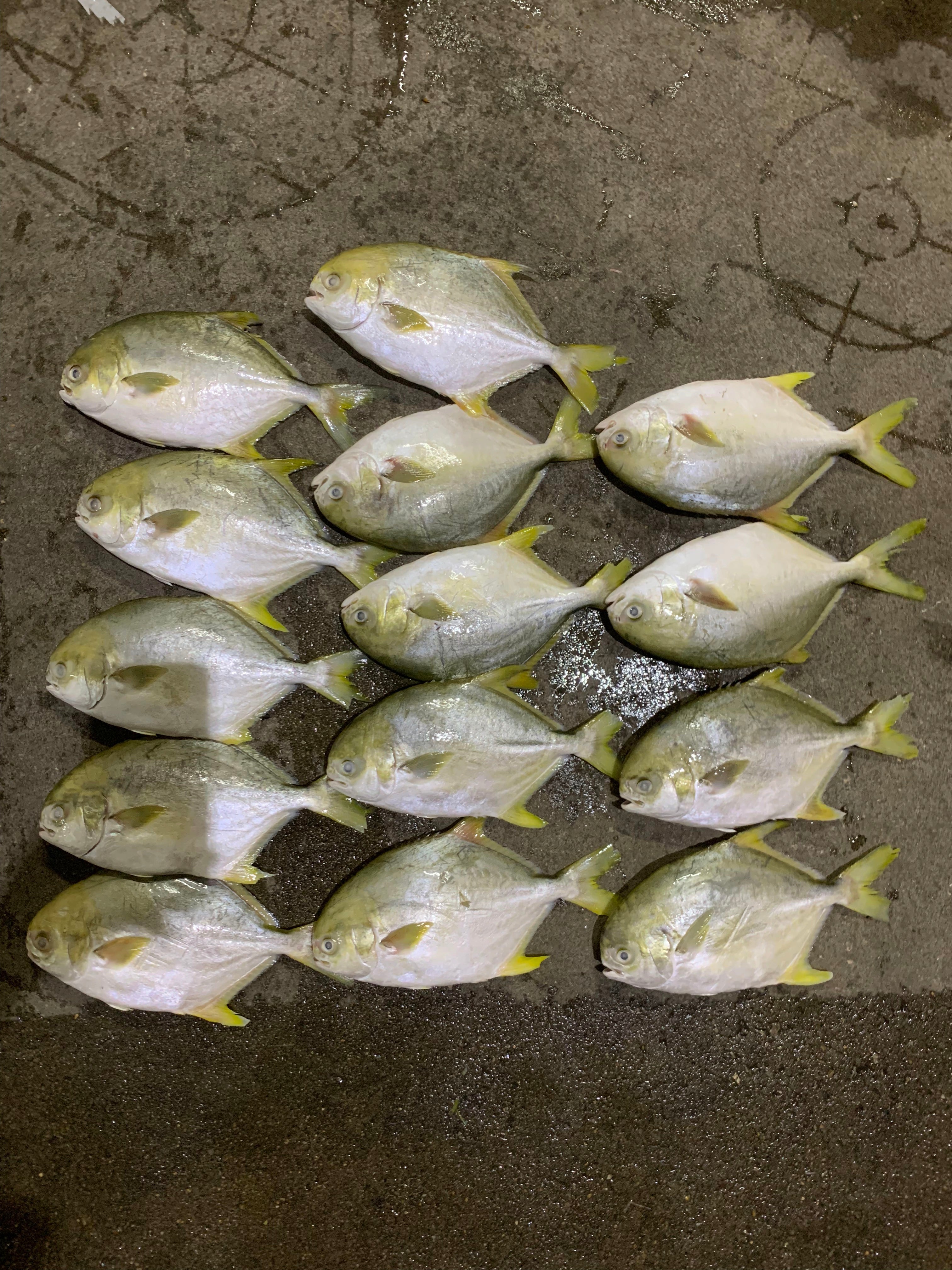 Frozen Golden Pompano/pomfret 400/500g – OCEANSEAL FOOD