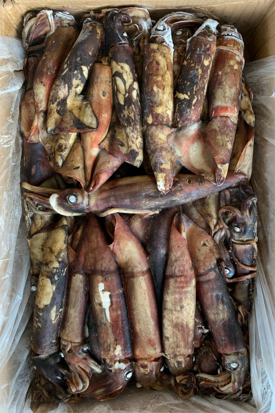 Frozen Squid – OCEANSEAL FOOD