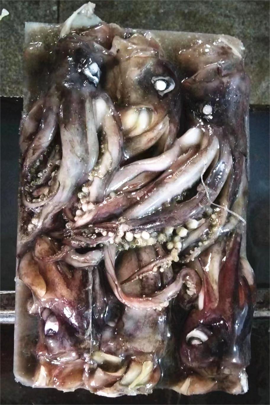 FROZEN INDIAN SQUID TENTACLE – OCEANSEAL FOOD