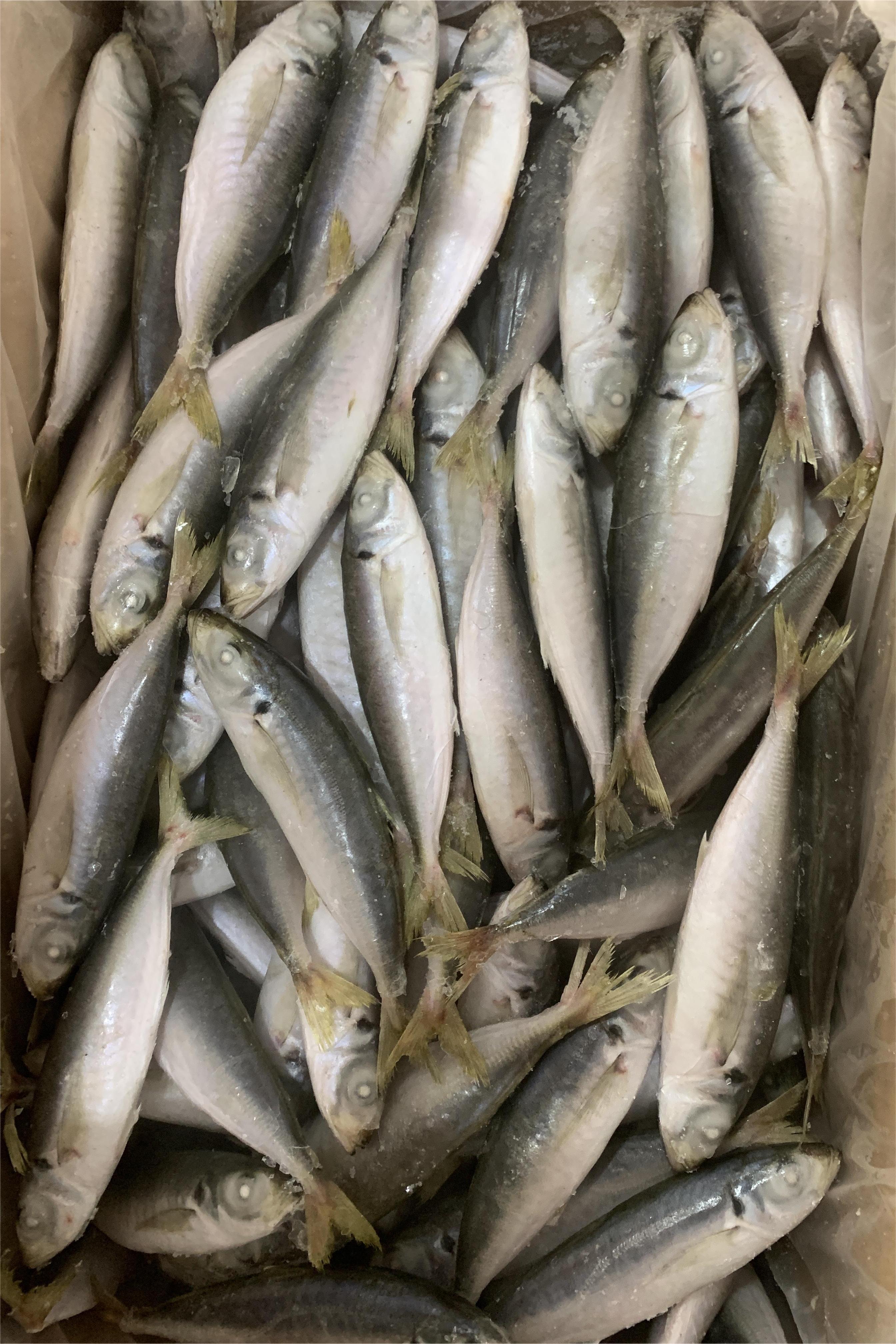 FROZEN ROUND SCAD – OCEANSEAL FOOD