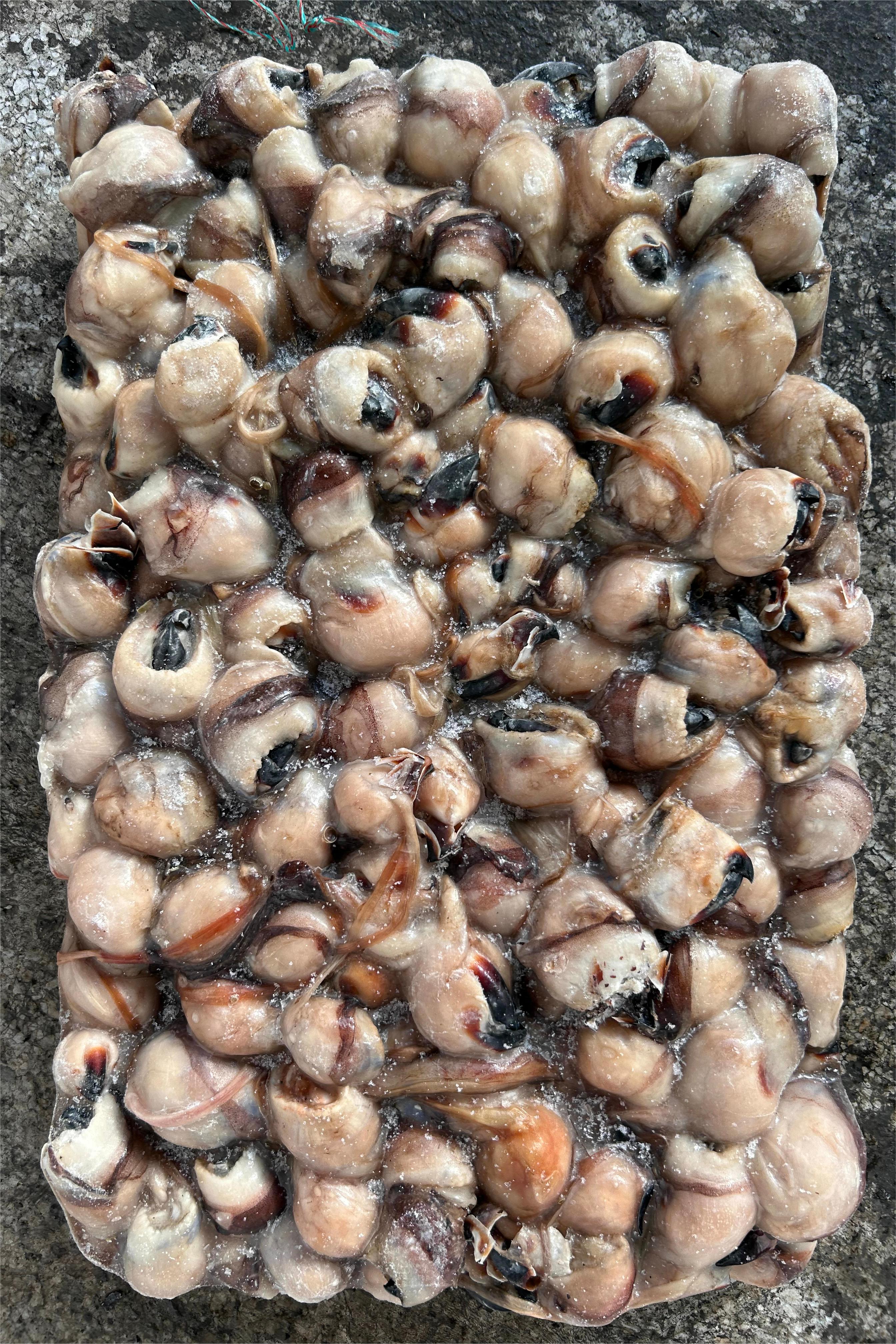 FROZEN SQUID BEAK – OCEANSEAL FOOD