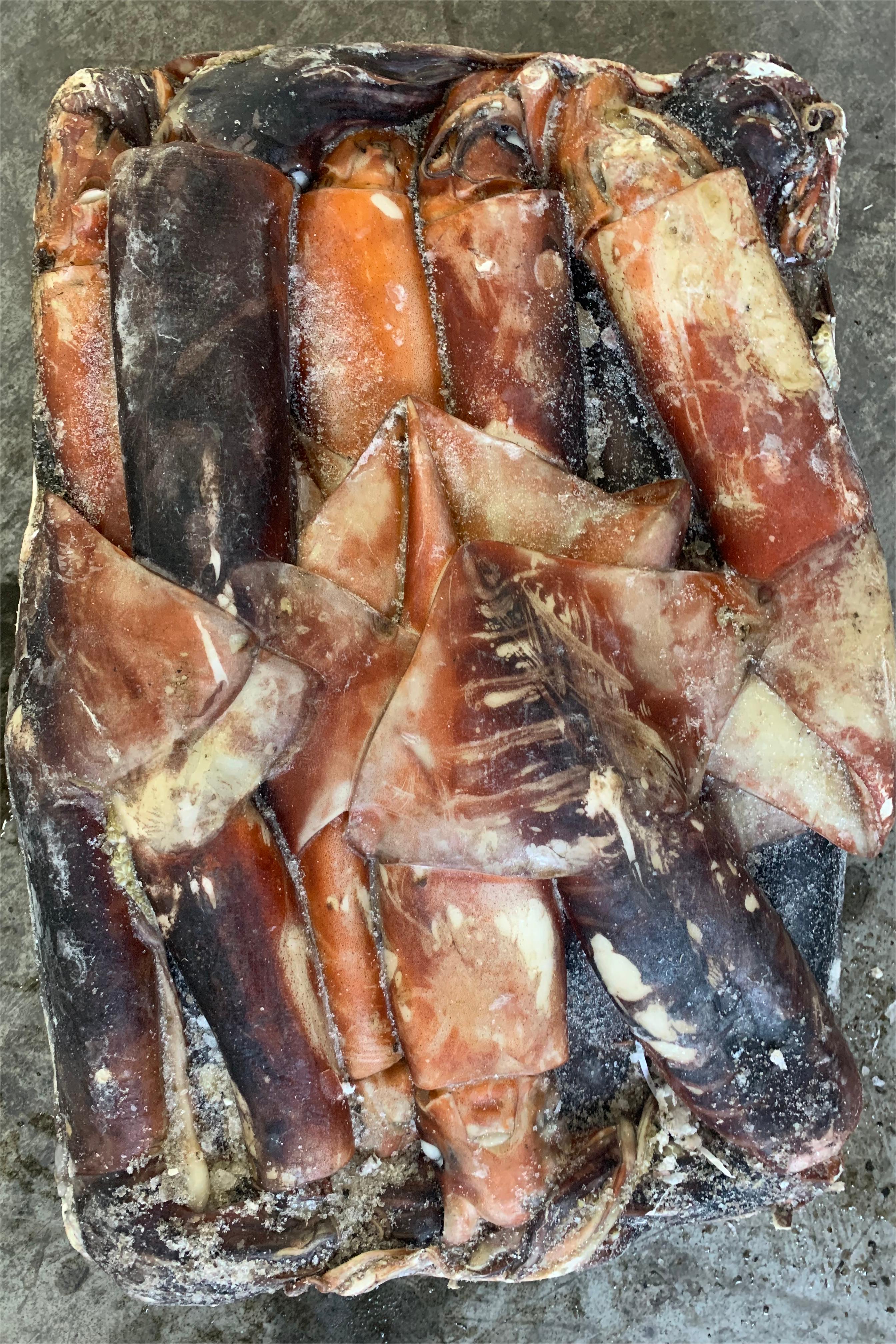 FROZEN GIANT SQUID WR – OCEANSEAL FOOD