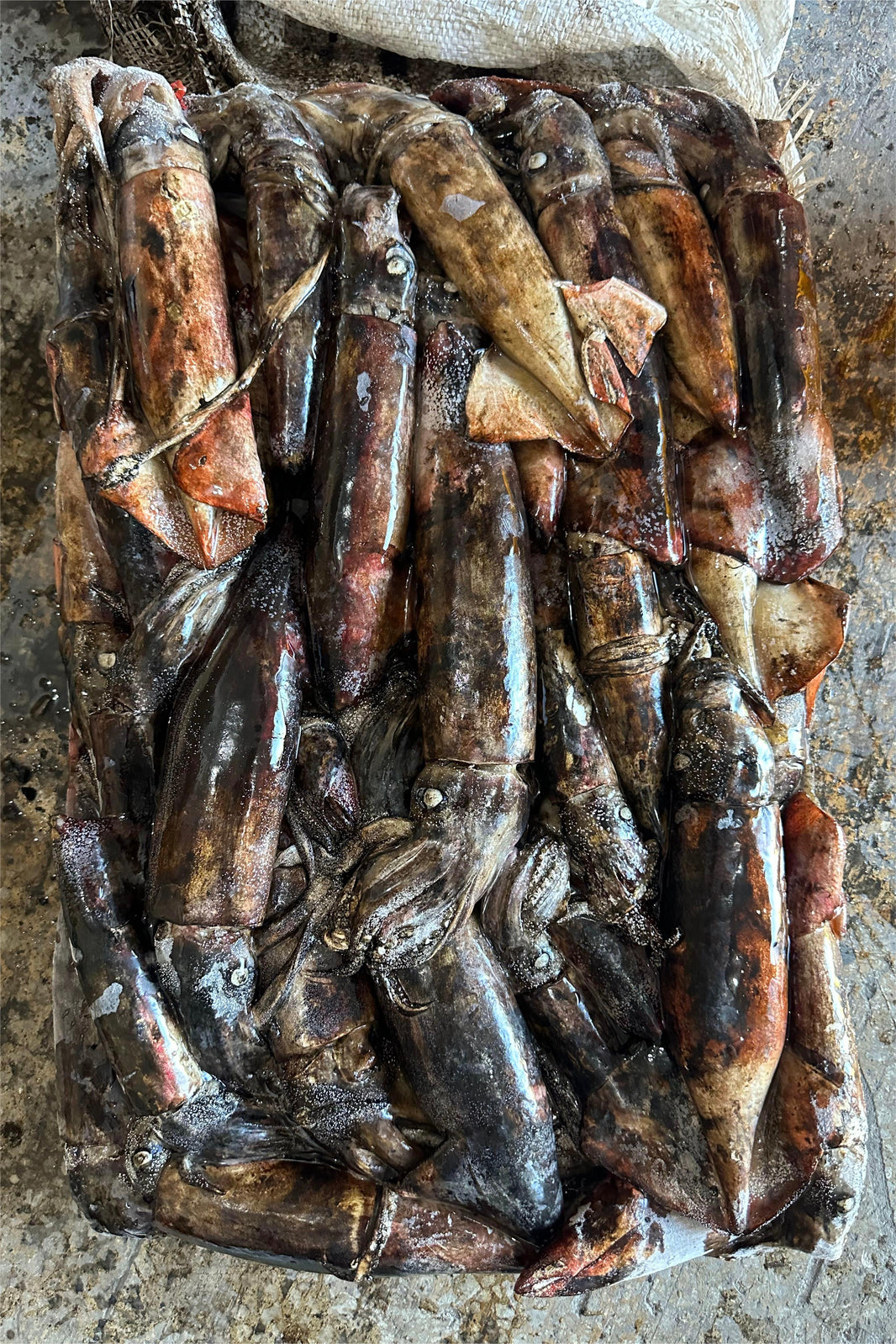 Frozen Squid – OCEANSEAL FOOD