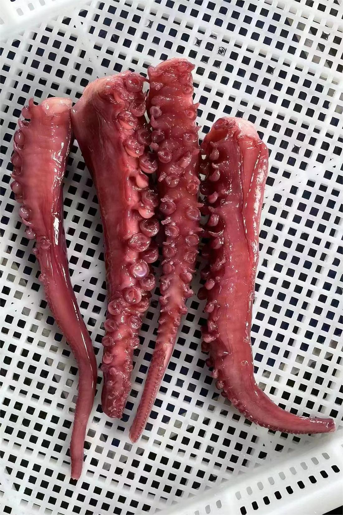 FROZEN SQUID TENTACLE – OCEANSEAL FOOD