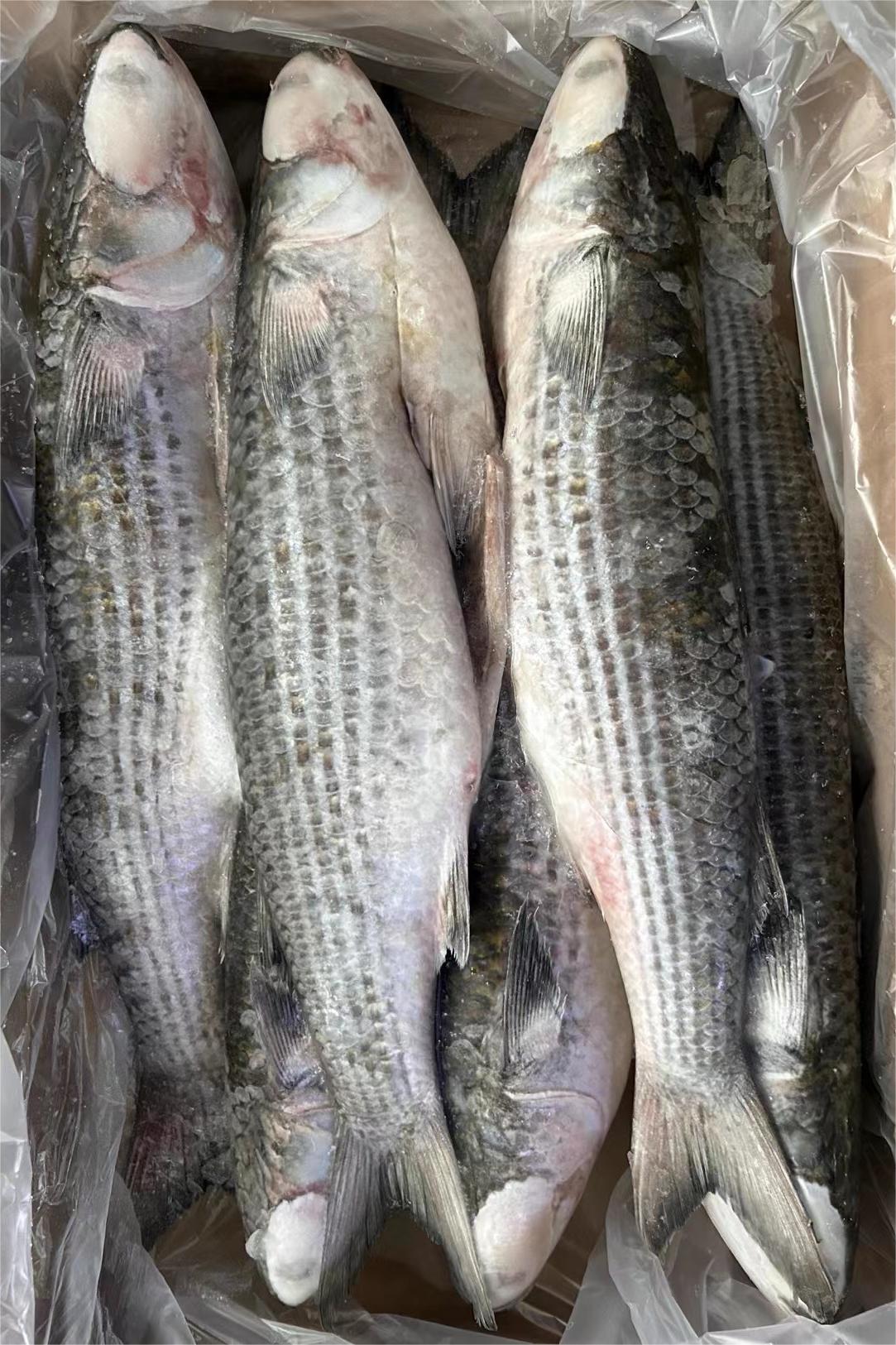 FROZEN GREY MULLET GUTTED – OCEANSEAL FOOD
