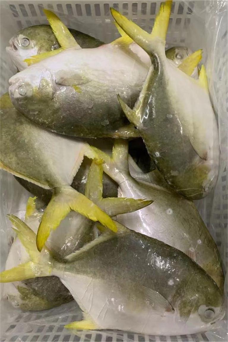 FROZEN GOLDEN POMPANO/POMFRET – OCEANSEAL FOOD