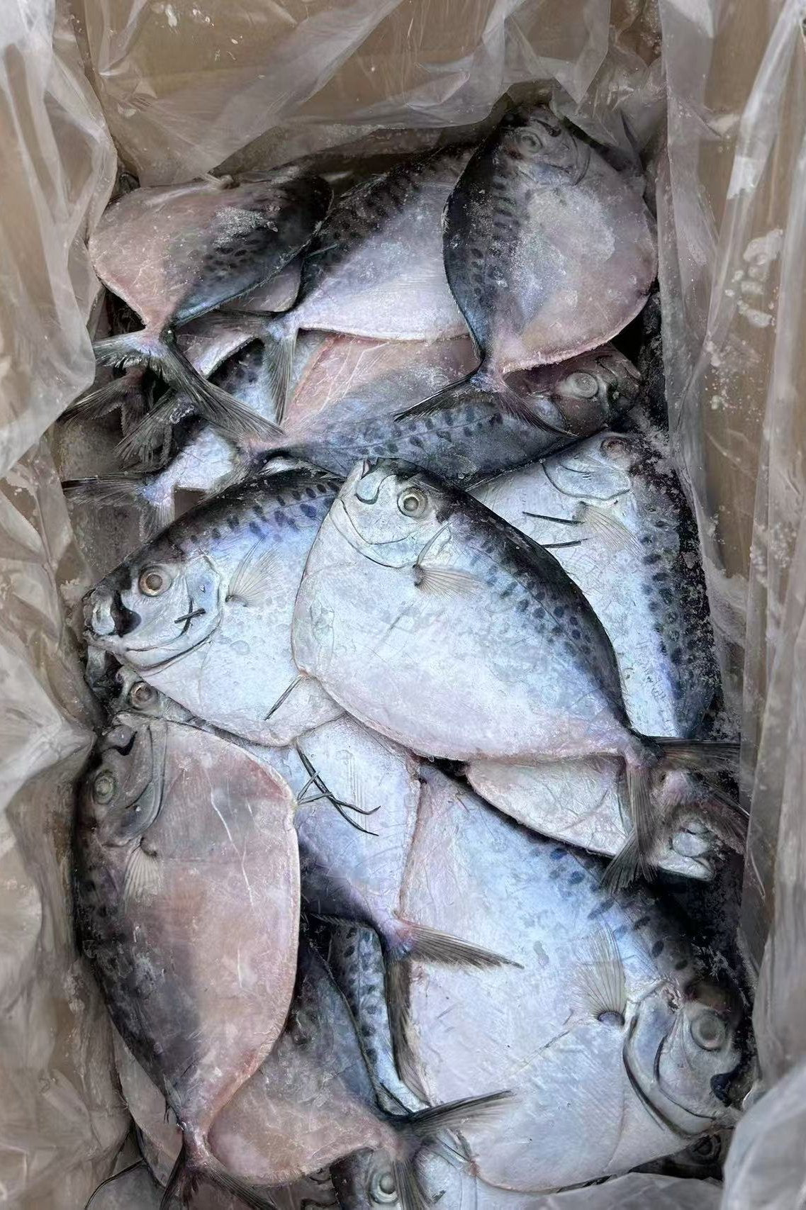 FROZEN MOONFISH IQF – OCEANSEAL FOOD