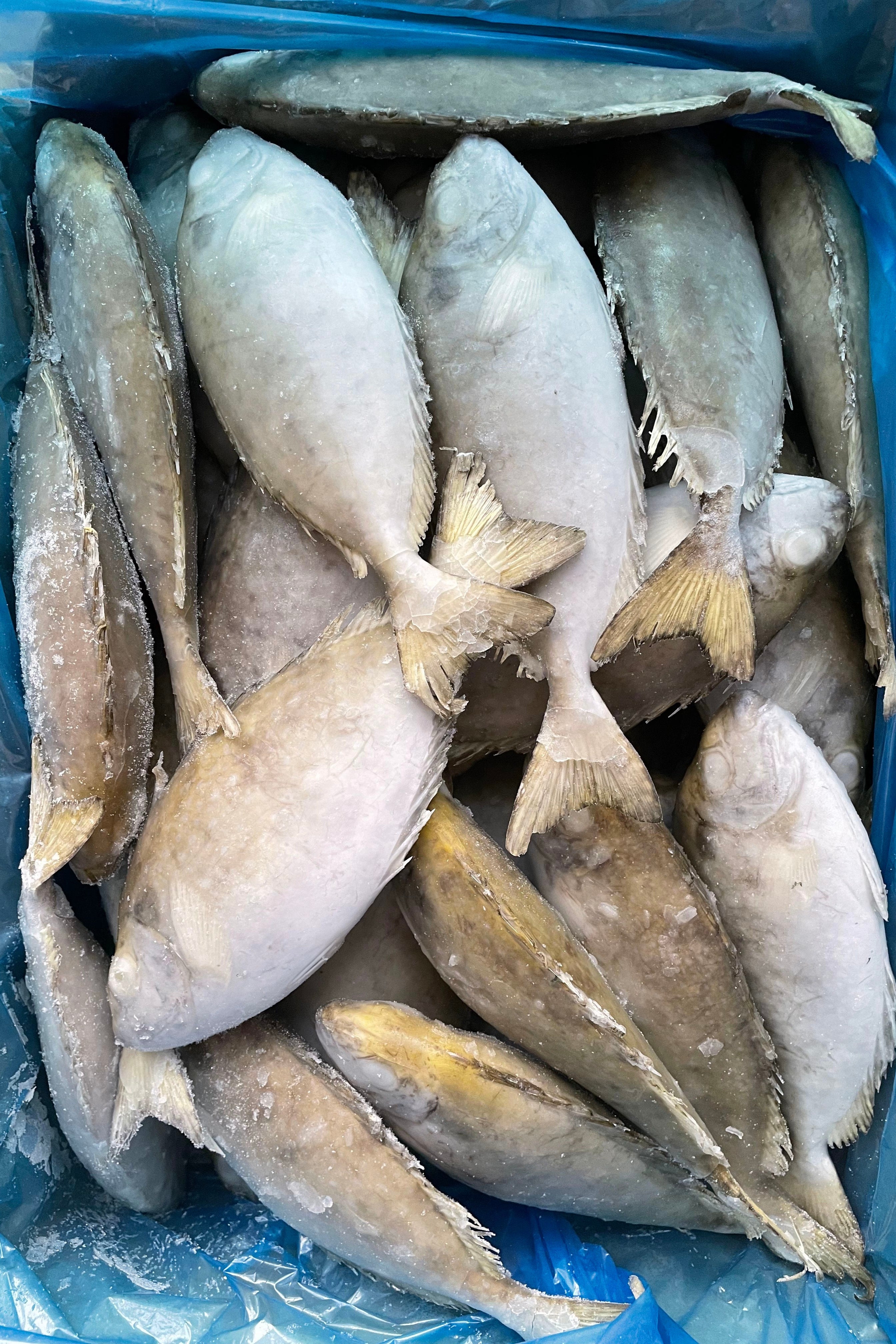 FROZEN RABBIT FISH – OCEANSEAL FOOD